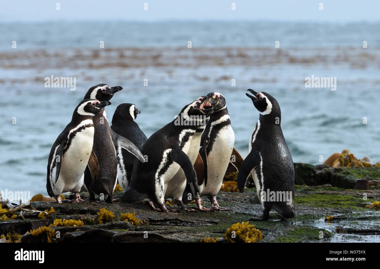 Group of Magellanic penguins standing on a shore, Falkland Islands ...