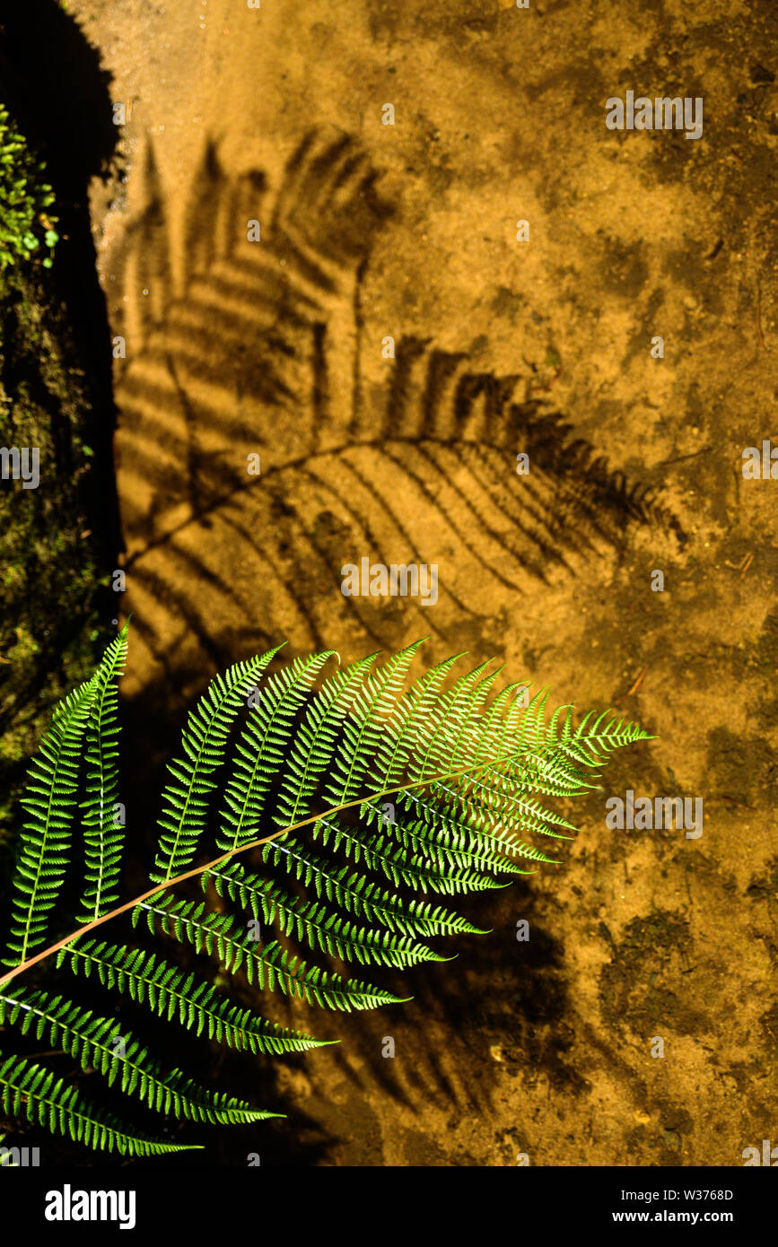 Light green fern leaf hi-res stock photography and images - Alamy