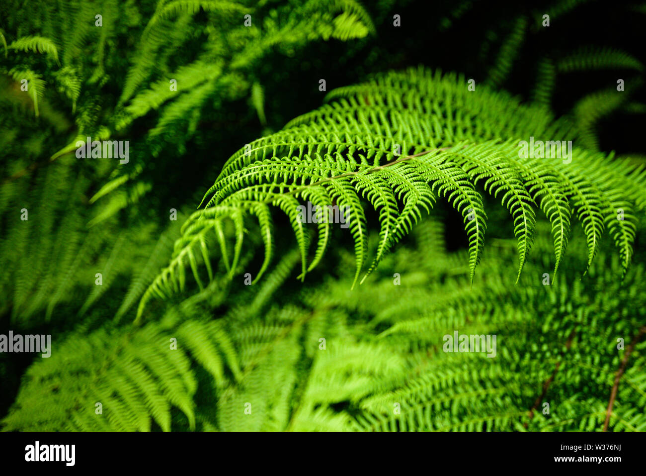 Fern leaves in dark forest. Nature. Hard sun light Stock Photo - Alamy