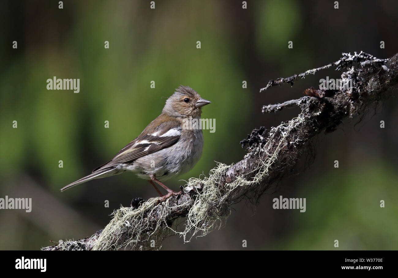 Common chaffinch fringilla coelebs female hi-res stock photography and ...