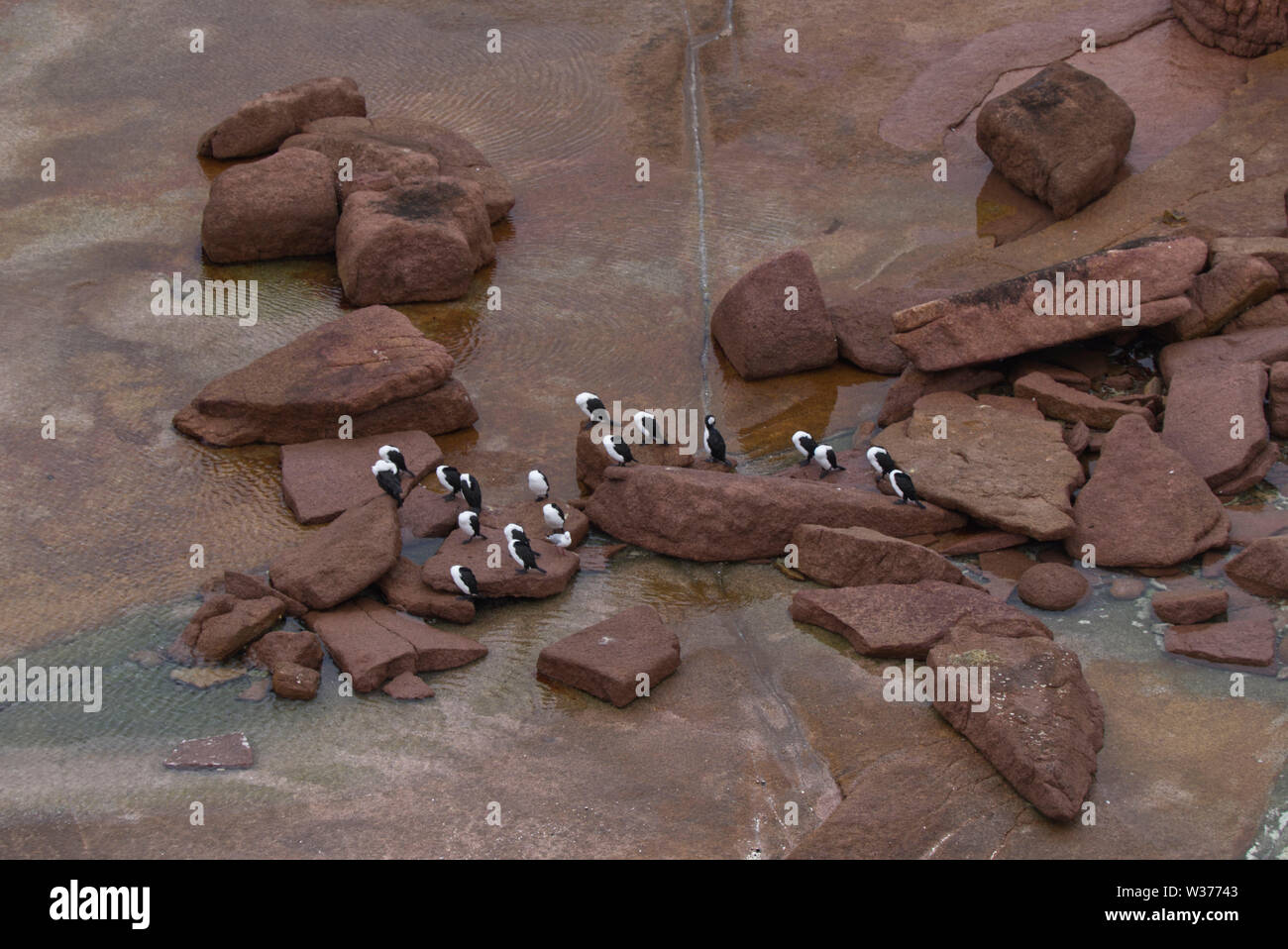 Point Labatt Eyre Peninsula South Australia Stock Photo - Alamy