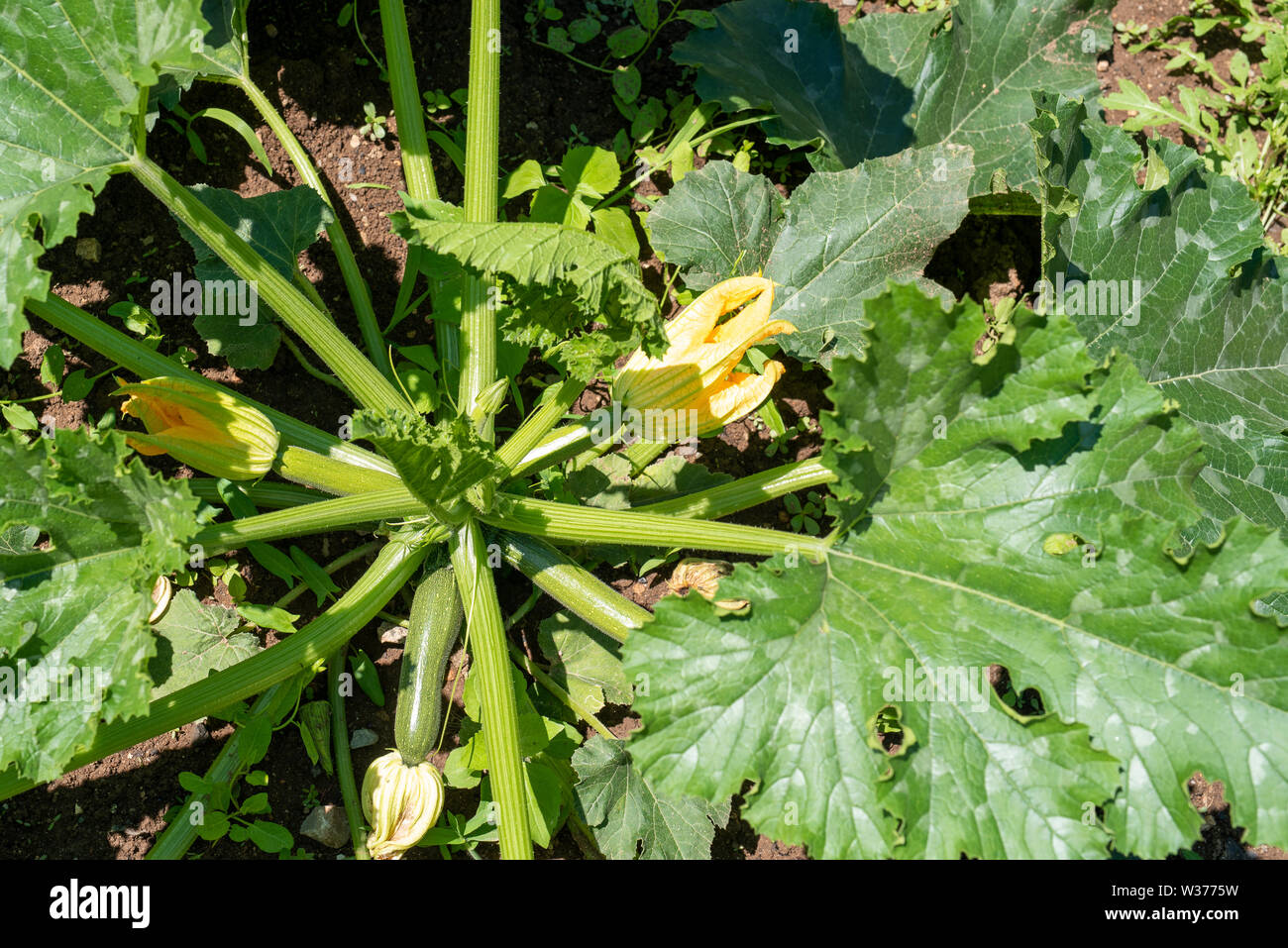courgette plant with flowers and vegetables, grown in a field of ...
