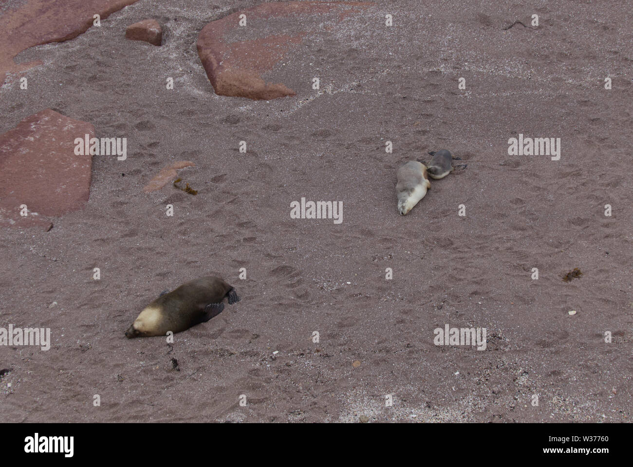 The only mainland Sea Lion colony which is found at Point Labatt Eyre ...