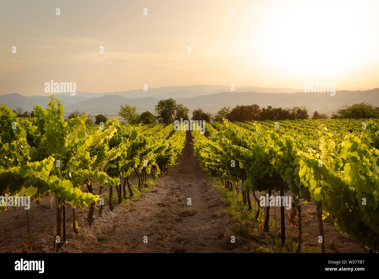 A French vinyard photographed in a golden sunset Stock Photo - Alamy