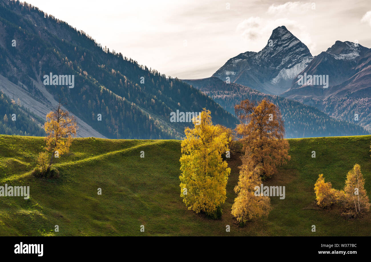 Autumn in Davos Grisons Switzerland Europe, yellow coloured trees Stock ...