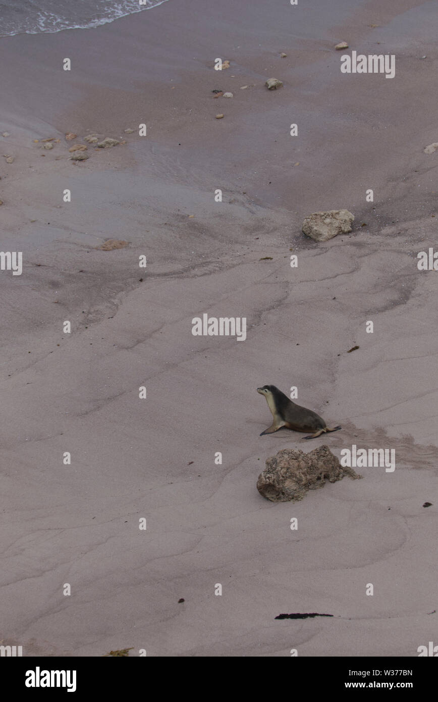 The only mainland Sea Lion colony which is found at Point Labatt Eyre ...
