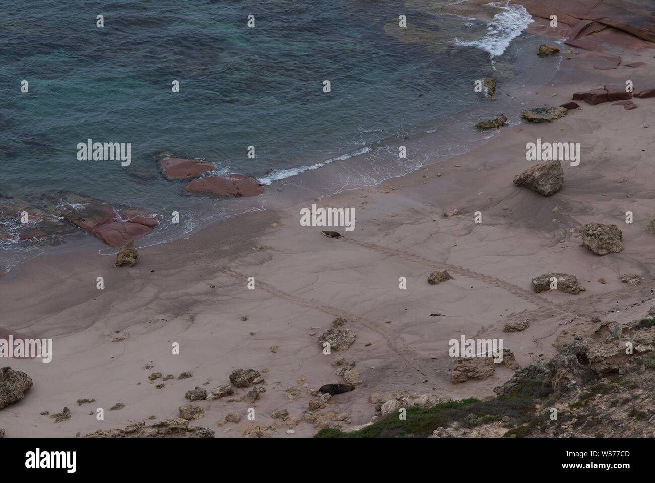The only mainland Sea Lion colony which is found at Point Labatt Eyre ...