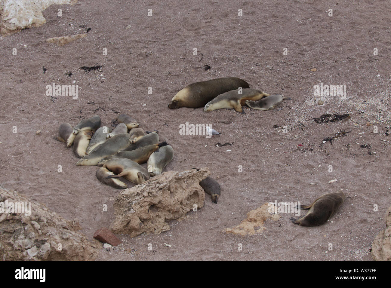 The only mainland Sea Lion colony which is found at Point Labatt Eyre ...