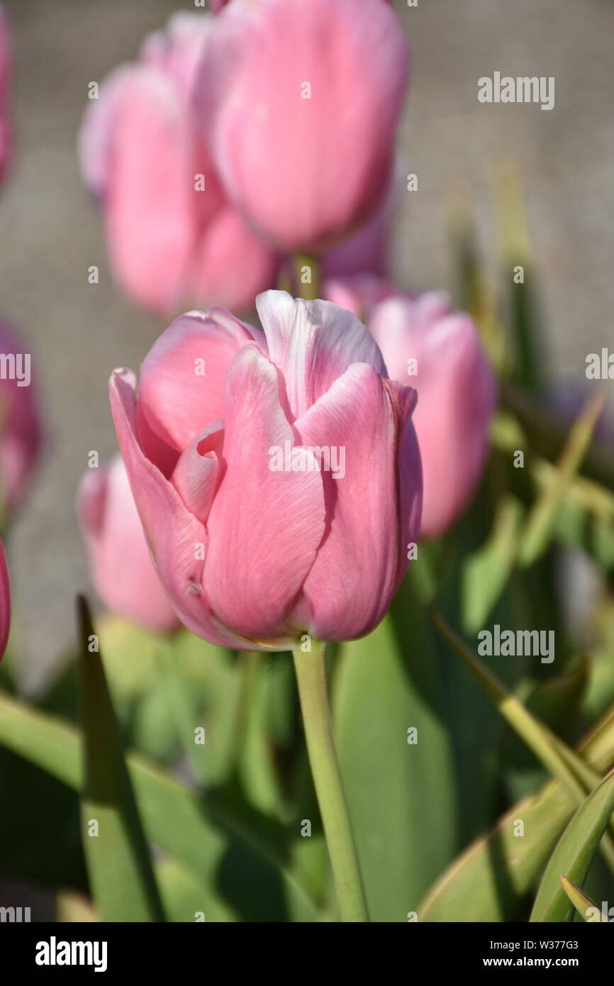 Pretty pink tulip flowering in a spring bulb garden Stock Photo - Alamy