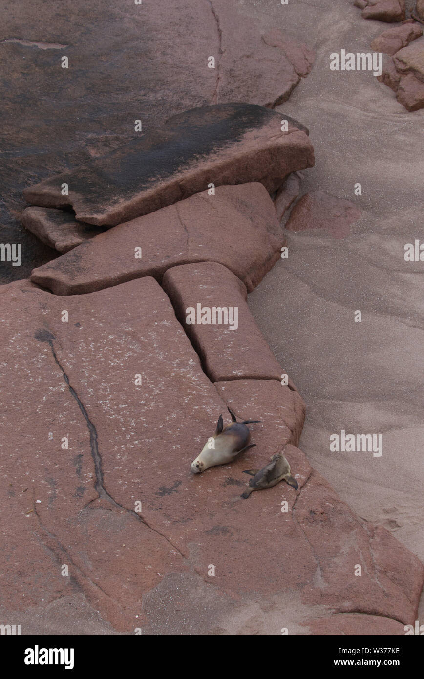 The only mainland Sea Lion colony which is found at Point Labatt Eyre ...