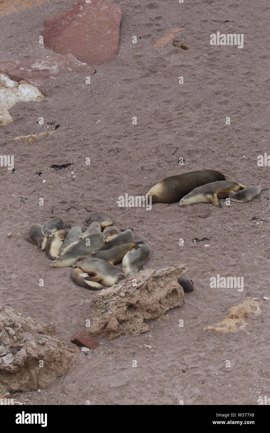 The only mainland Sea Lion colony which is found at Point Labatt Eyre ...
