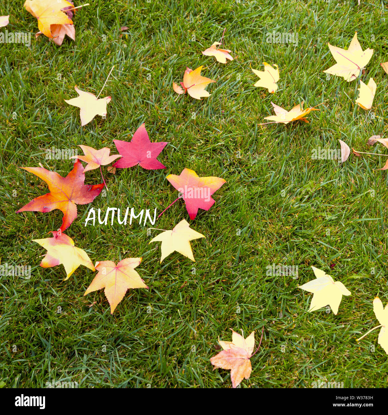 Colorful fall maple leaves on a background of green grass, golden ...