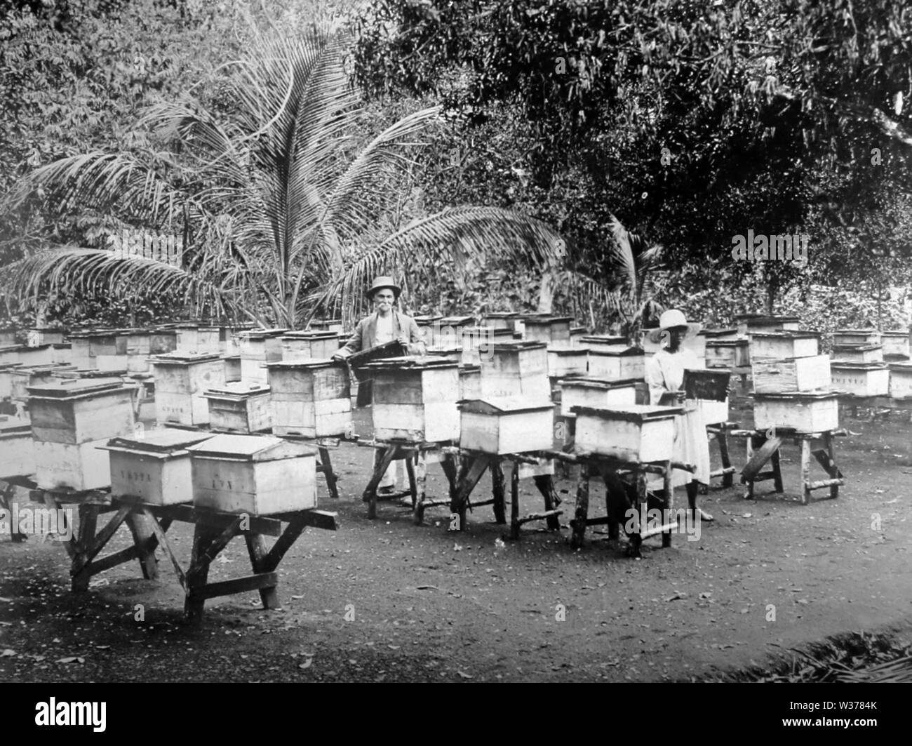 Victorian bee hives Black and White Stock Photos & Images - Alamy