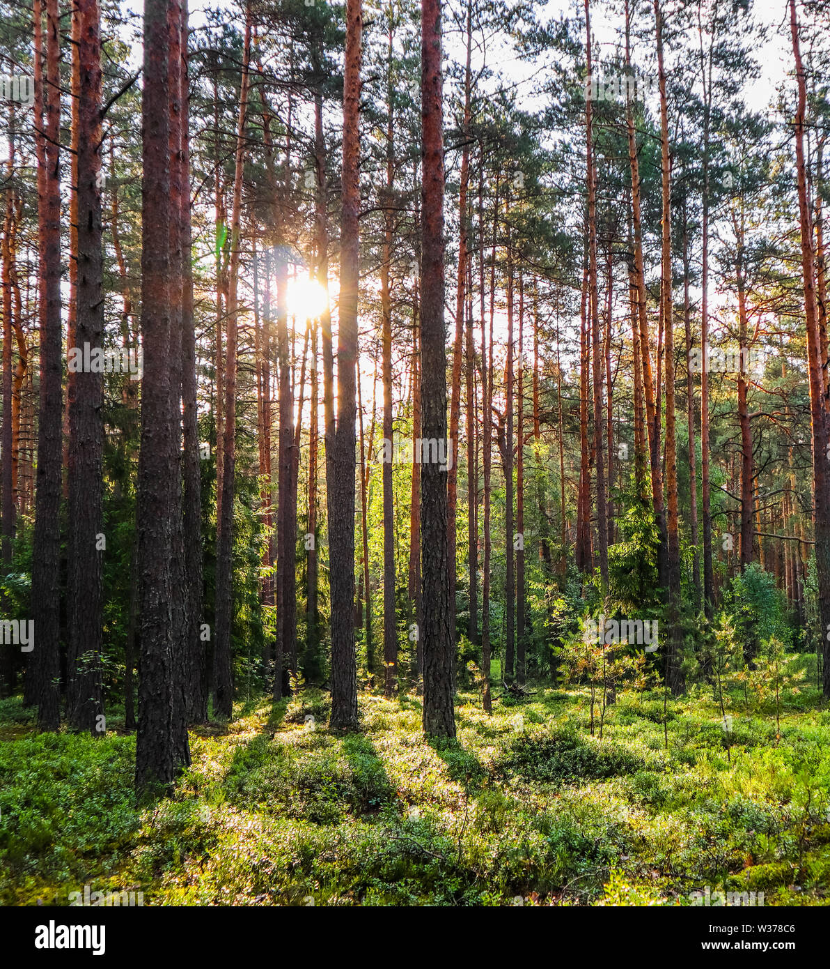 Sunlight on trees in a pine forest at sunset. Summer nature landscape ...