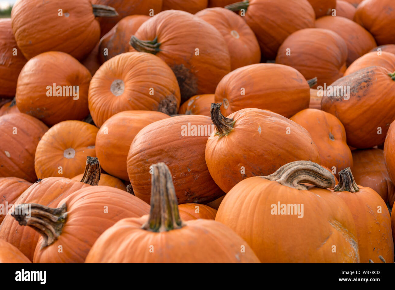 Lot of pumpkins hi-res stock photography and images - Alamy