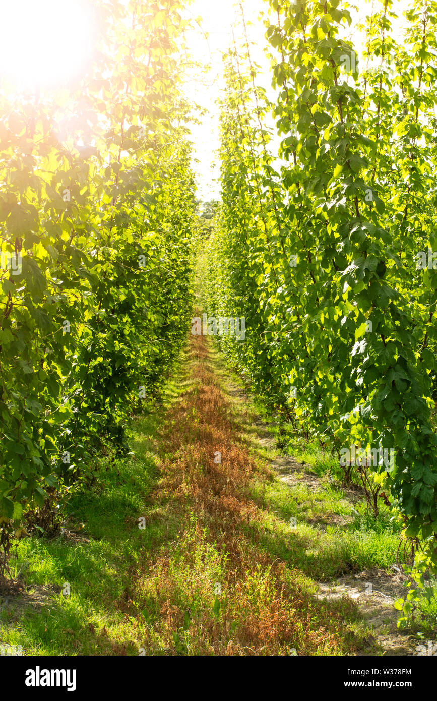Hops growing in the summer in a Kentish hop garden, England Stock Photo ...