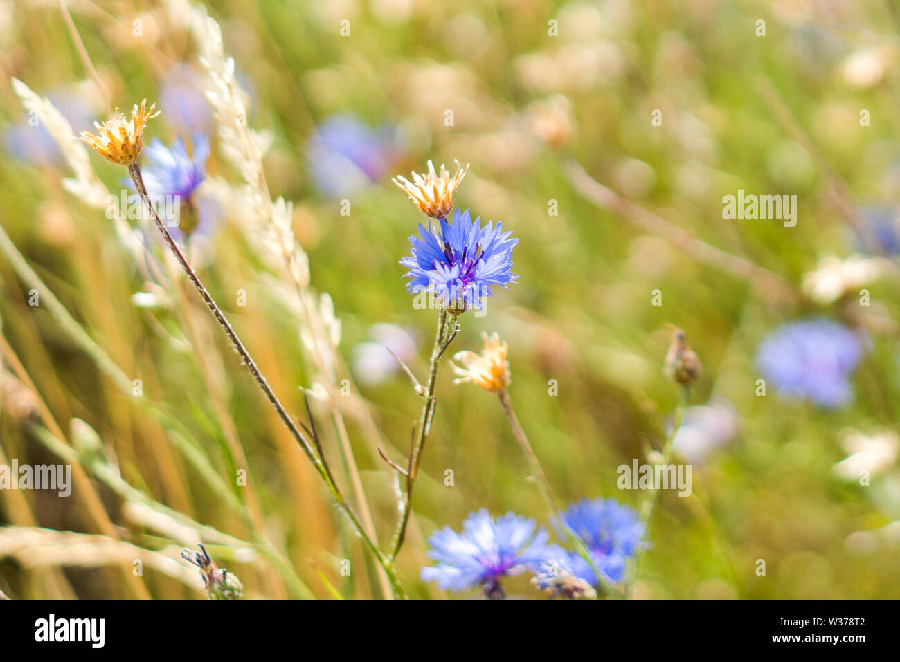 Cornflower yellow color hi-res stock photography and images - Alamy