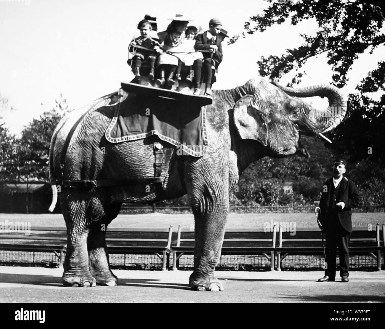 Elephant ride at a zoo Stock Photo - Alamy