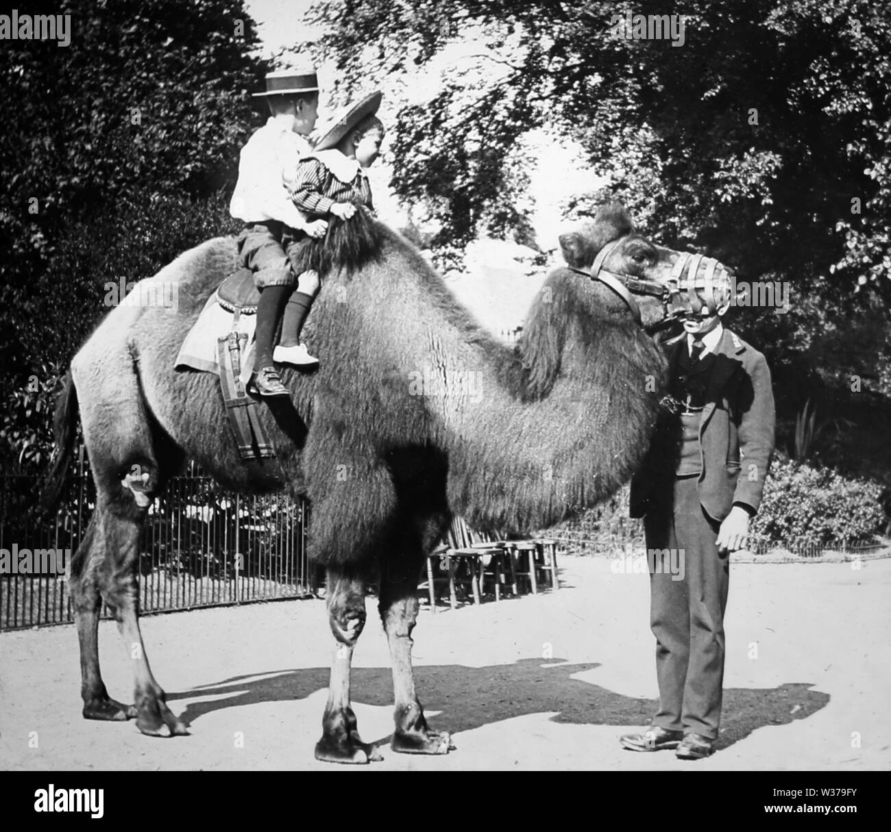 Camel ride zoo hi-res stock photography and images - Alamy