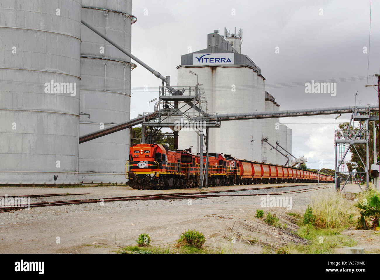 Collecting Wheat Grains High Resolution Stock Photography and Images ...