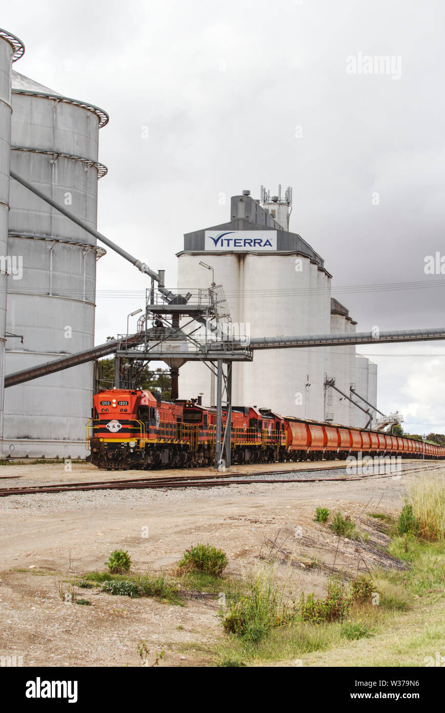 Diesel electric locomotives grain train collecting wheat barley or ...