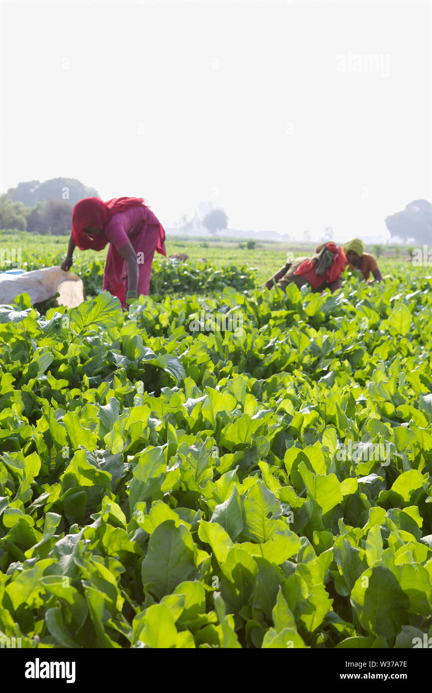 Farmers working in a mustard field Stock Photo - Alamy