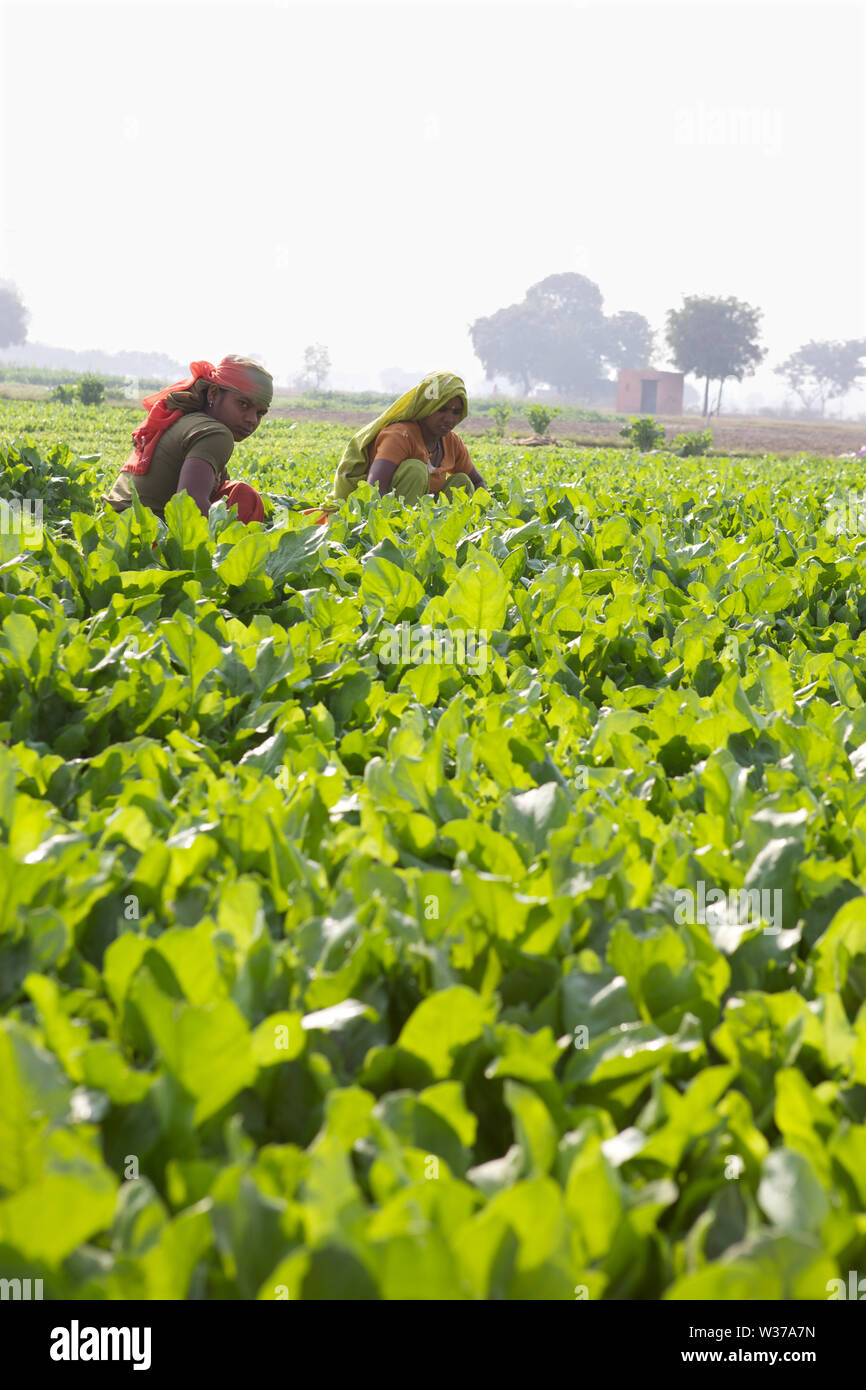 Mustard crop harvesting hi-res stock photography and images - Alamy