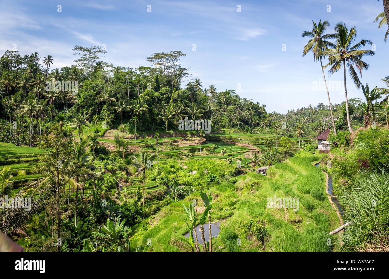 Balinese rice terrace hi-res stock photography and images - Alamy