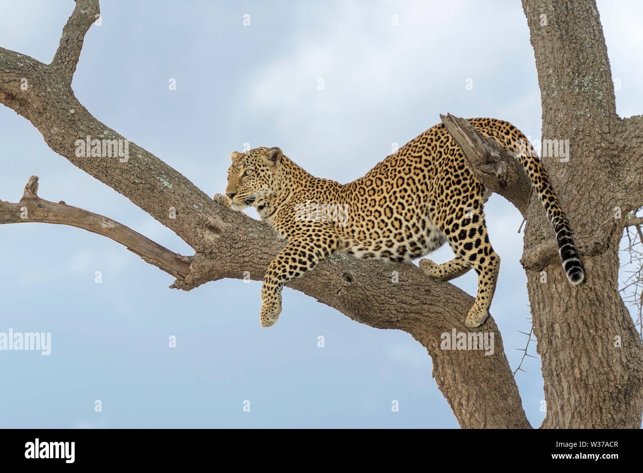 African big tree hi-res stock photography and images - Alamy
