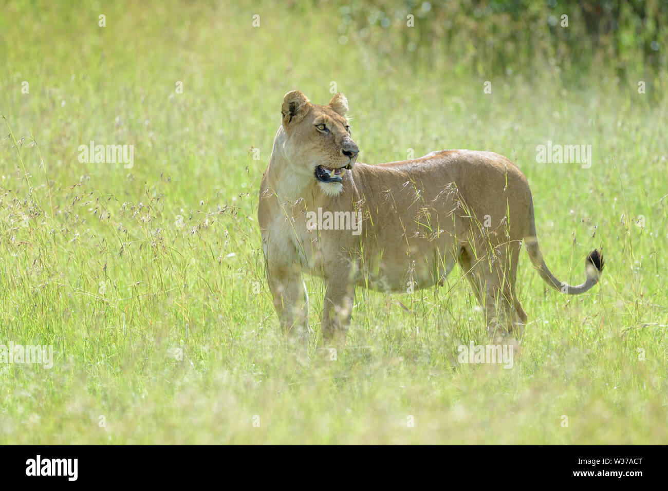 Lioness (Panthera leo) standing on savanna with backlight, Maasai Mara ...