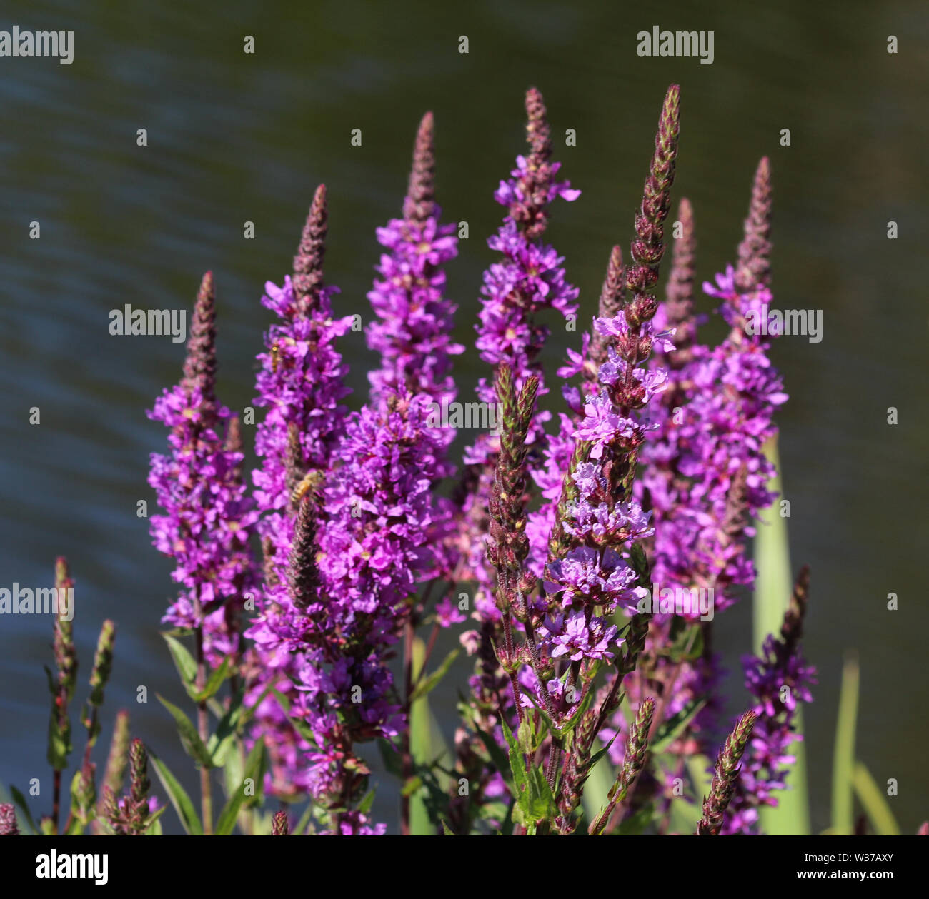 close up of Lythrum salicaria flower blooming, common names are purple ...