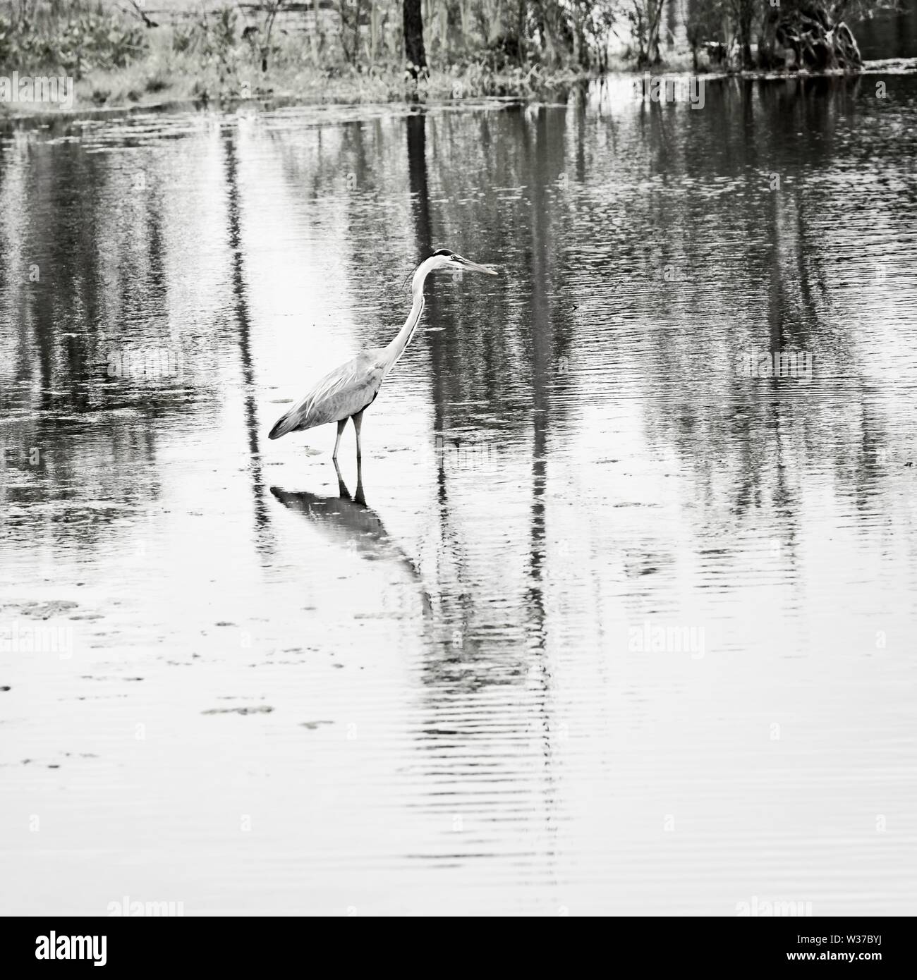 Black and white heron hi-res stock photography and images - Alamy