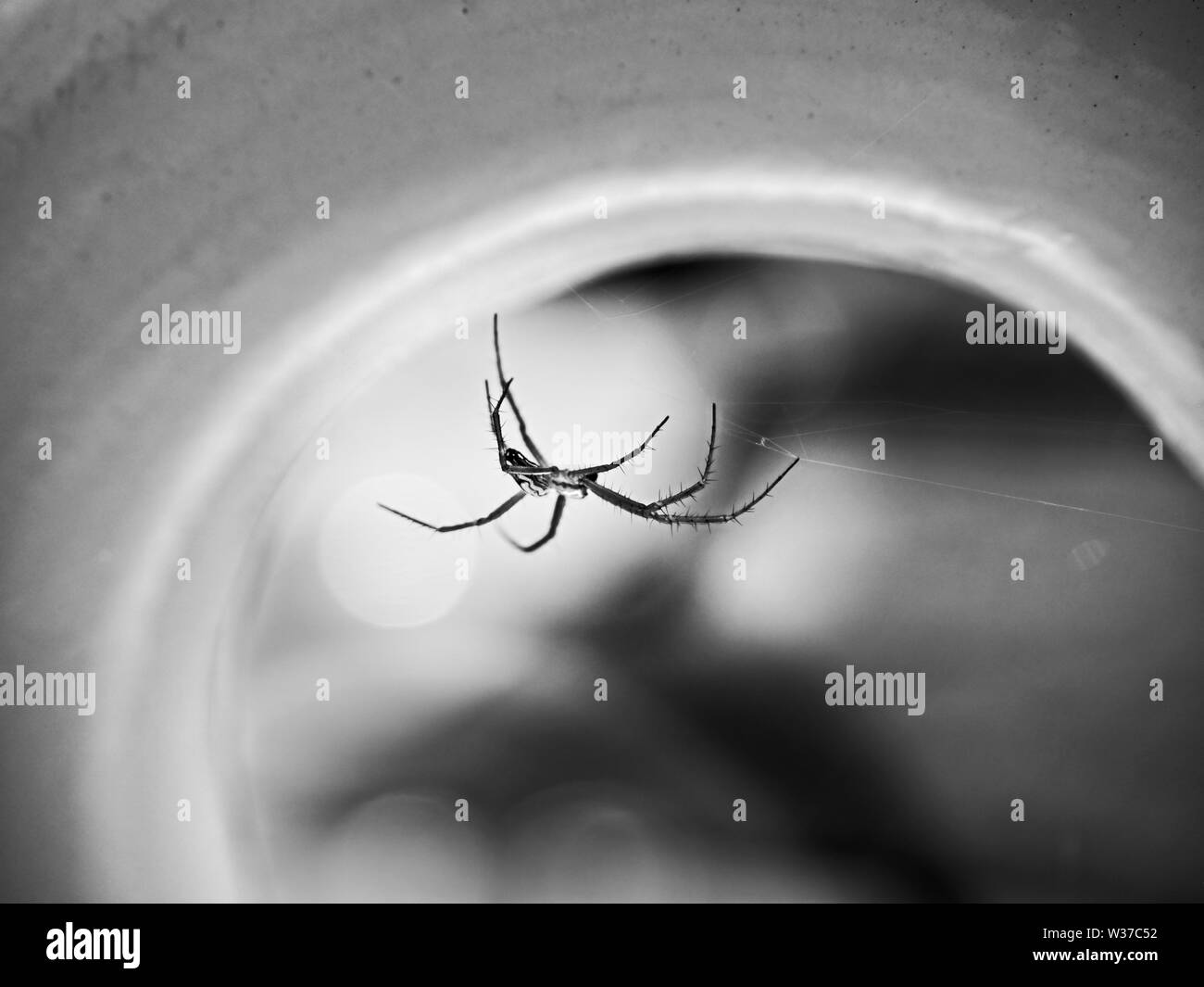 Play ground spider hi-res stock photography and images - Alamy