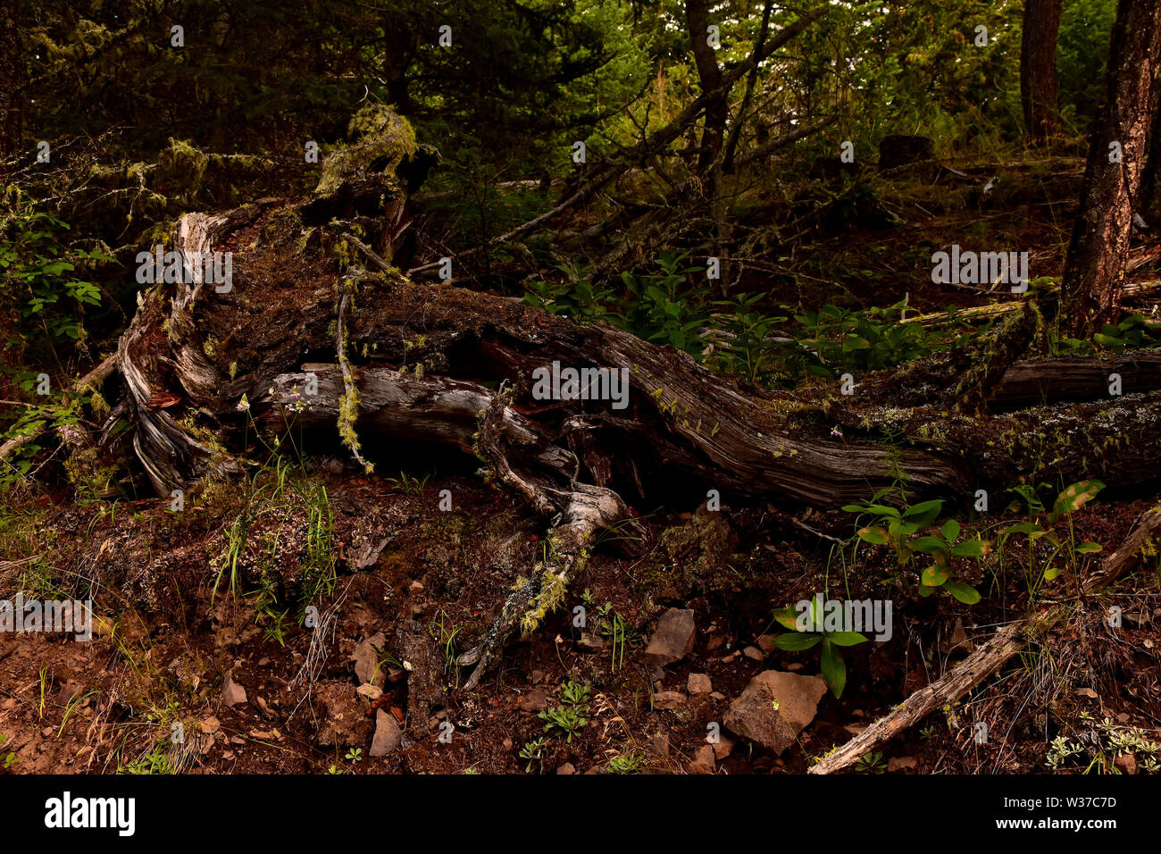 Decaying tree in the forest. Taken about 4 PM Stock Photo - Alamy
