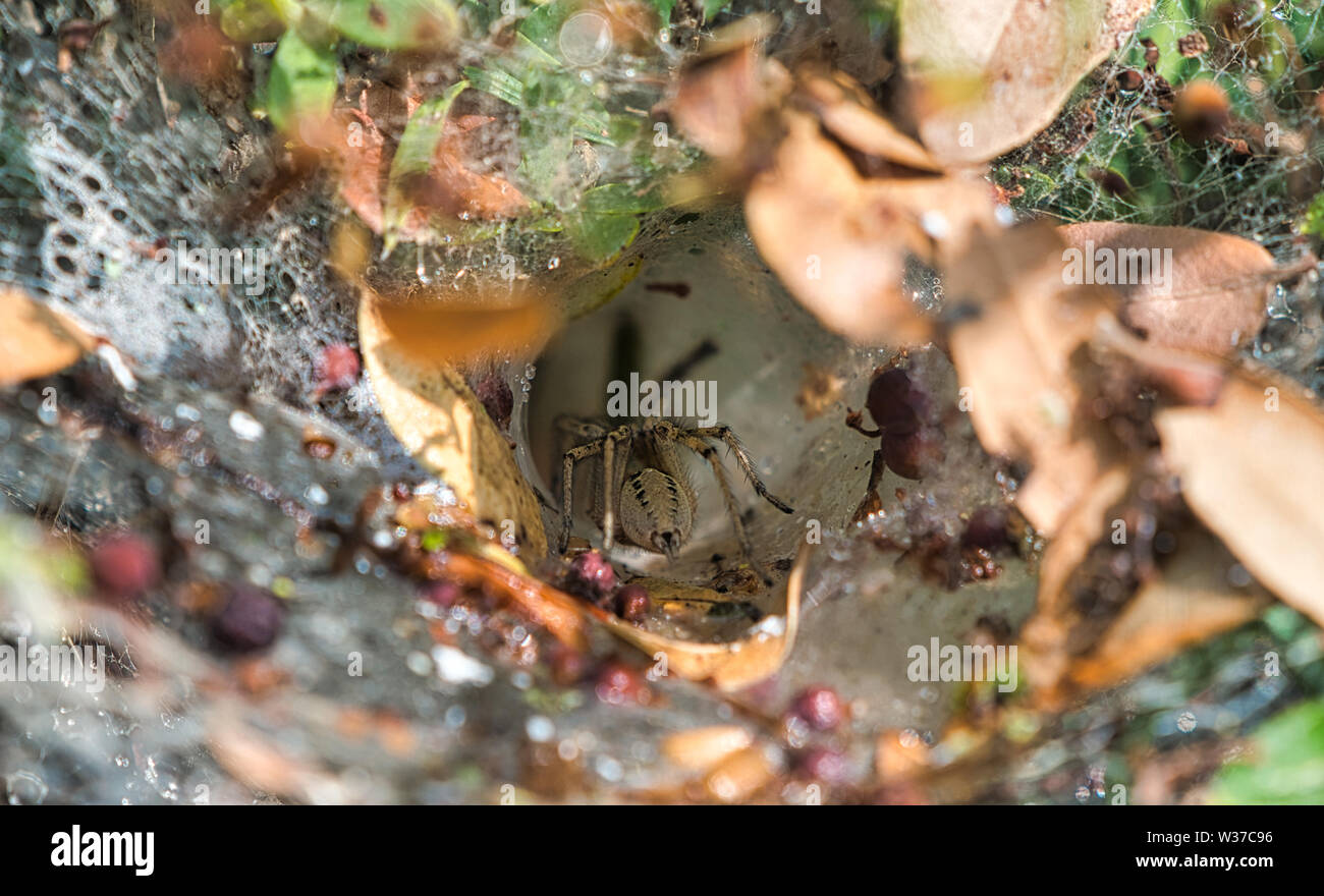 Spider web cave entrance Stock Photo - Alamy