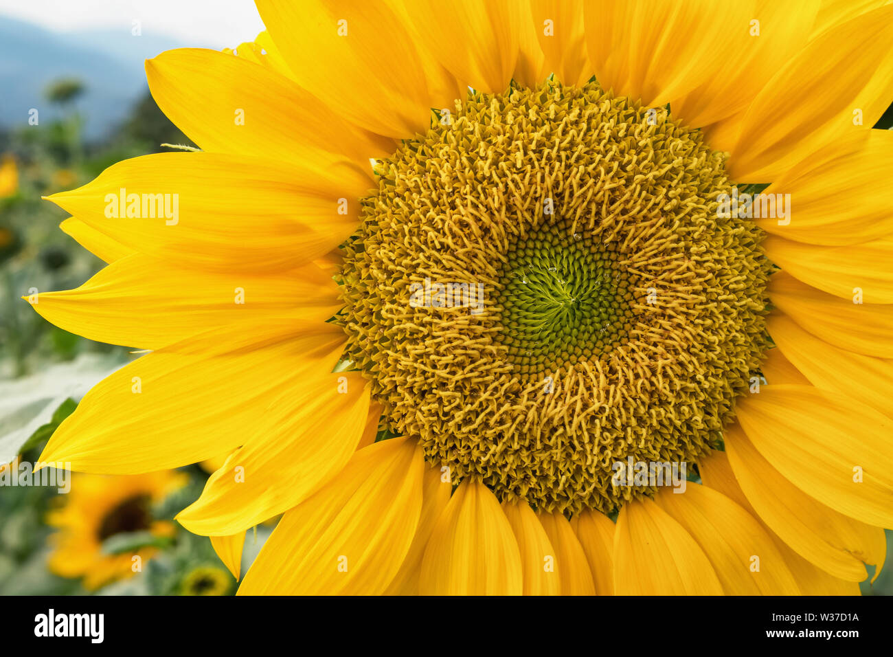 Close up of sunflower hi-res stock photography and images - Alamy