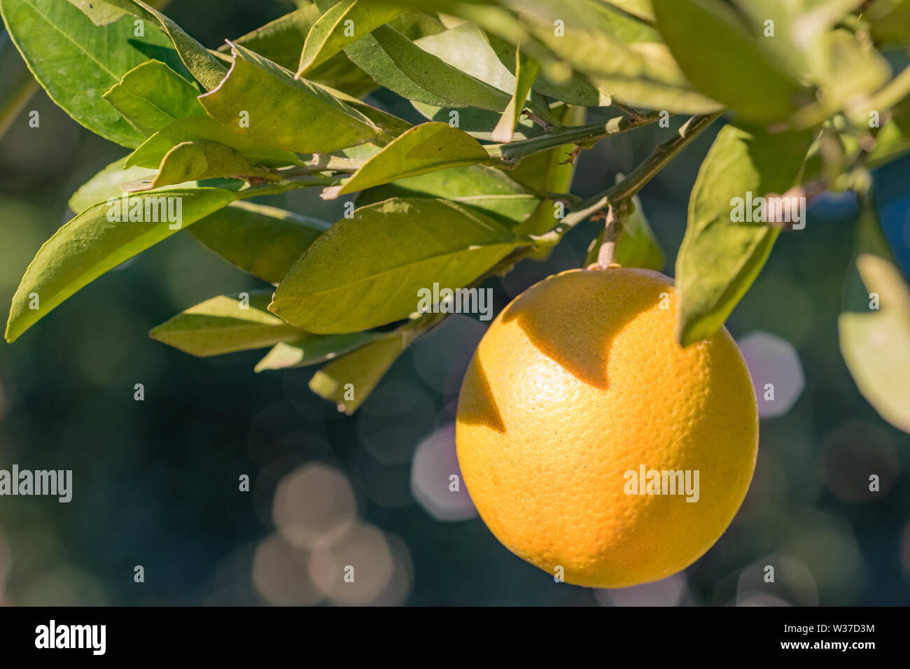 Ripe oranges hanging on a tree in the fruit garden in Turkey Stock ...