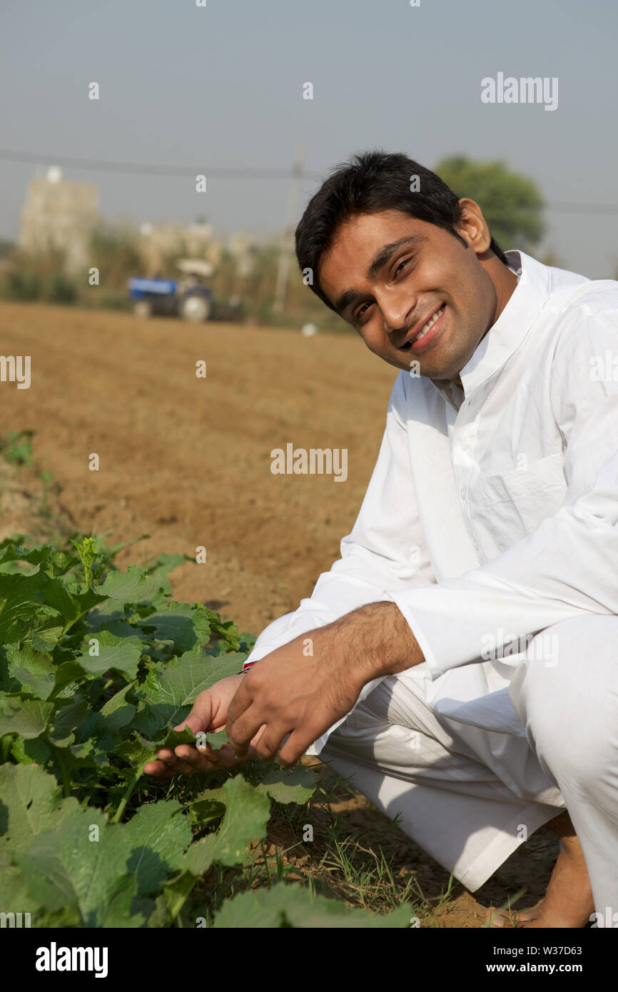 Farmer examining mustard crop in a field Stock Photo - Alamy