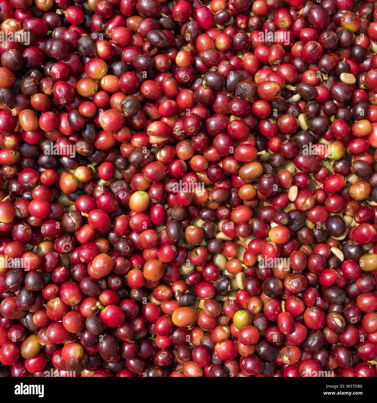 Red coffee bean hi-res stock photography and images - Alamy