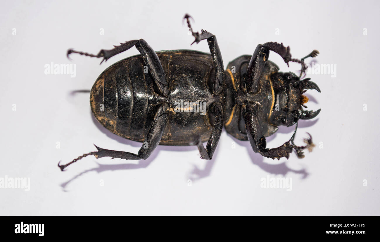 Female Lucanus cervus, stag beetle Stock Photo - Alamy