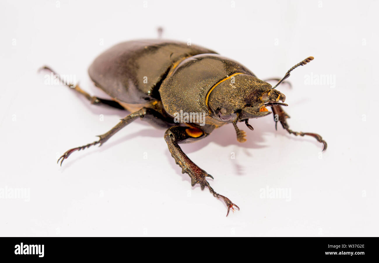 Female Lucanus cervus, stag beetle Stock Photo - Alamy