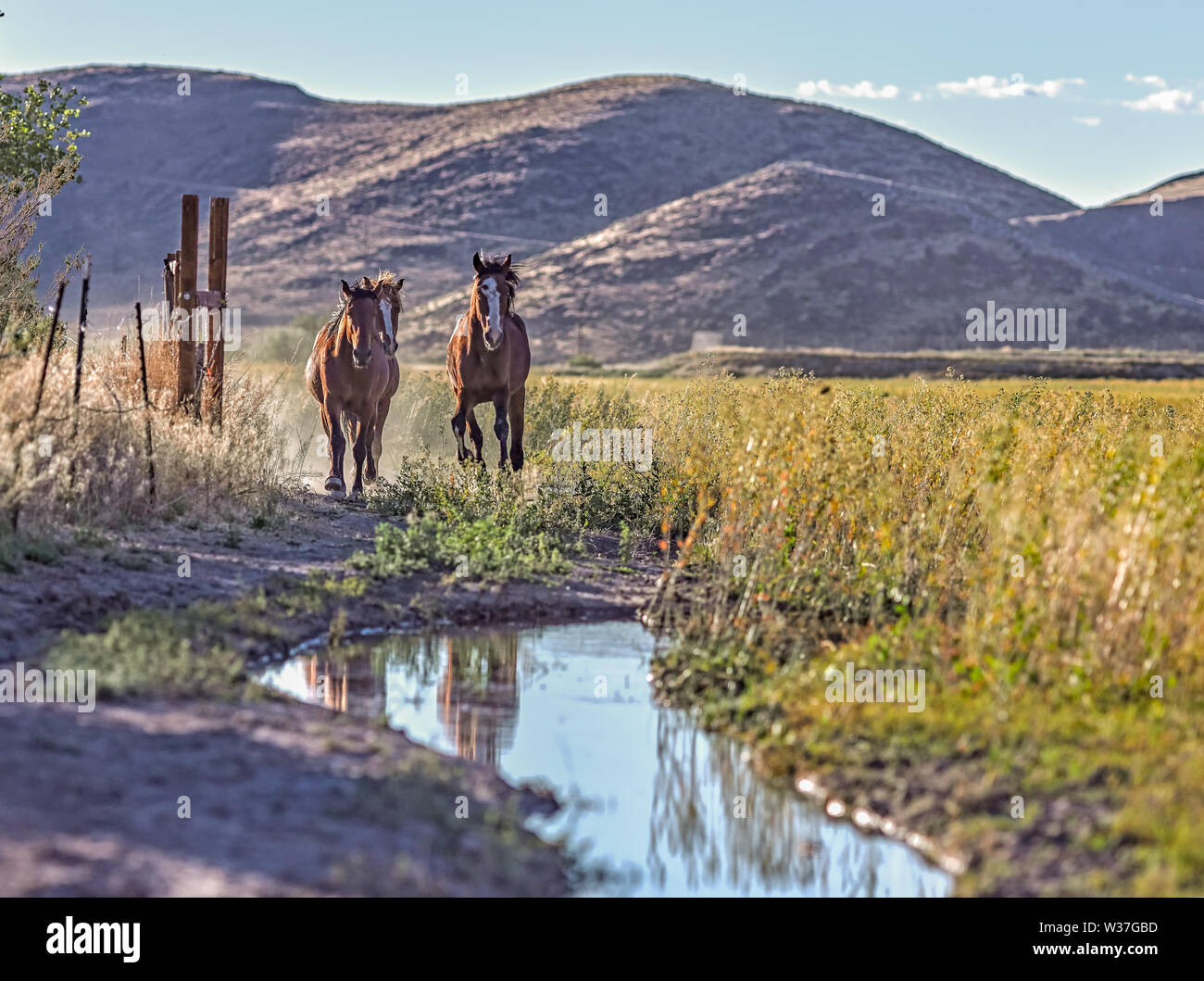 Nevada Horses High Resolution Stock Photography and Images - Alamy