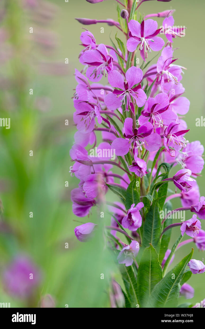 Rosebay willowherb hi-res stock photography and images - Alamy