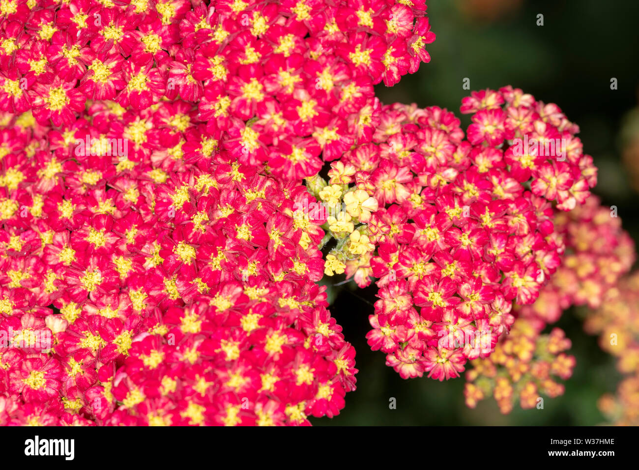 Red and yellow achilleas hi-res stock photography and images - Alamy
