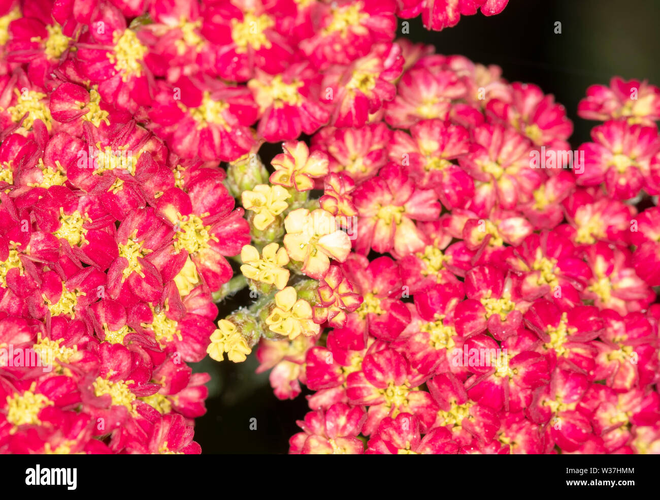 Red and yellow achilleas hi-res stock photography and images - Alamy