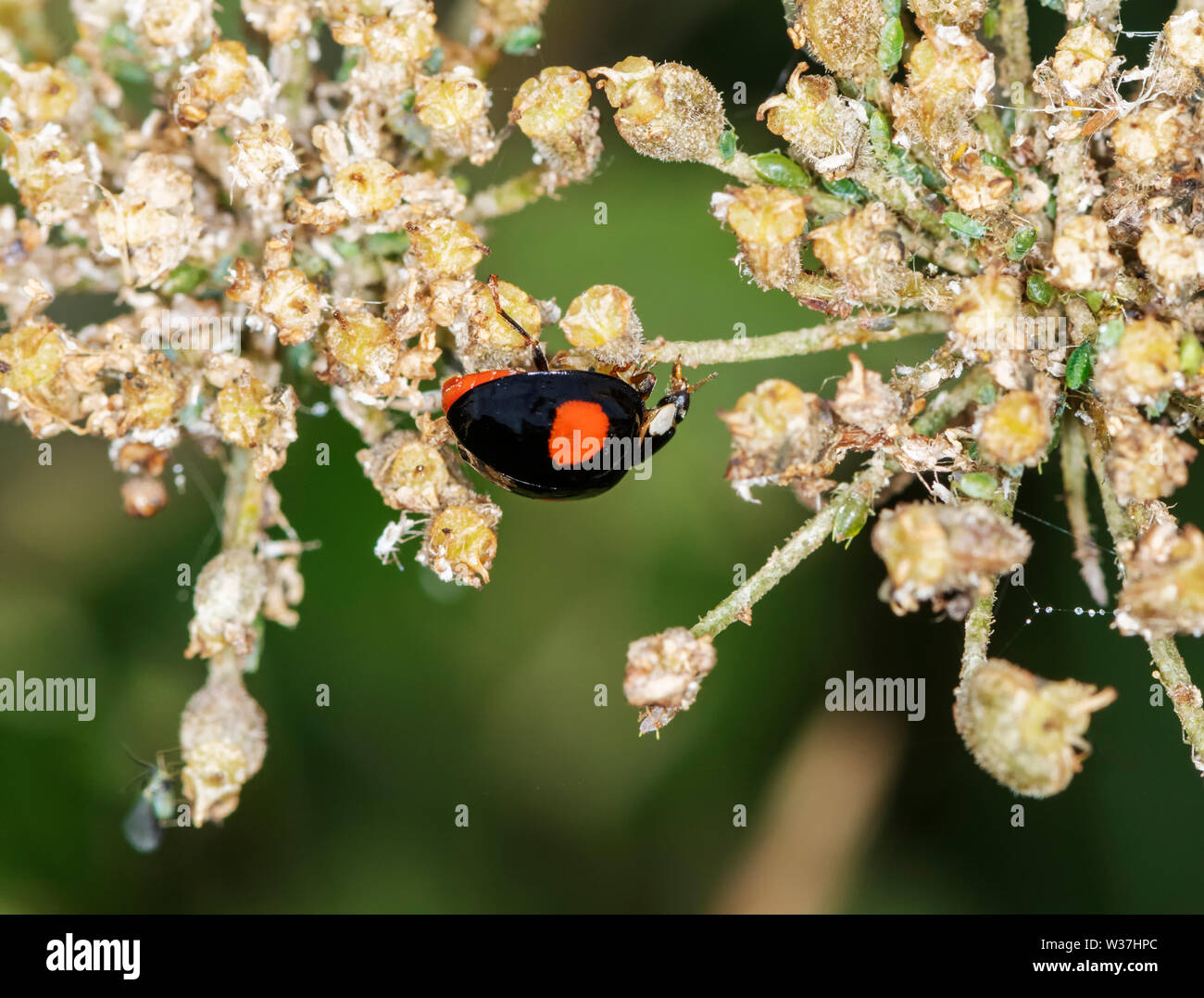 Harlequin Ladybird (Harmonia axyridis), also known as the Asia Ladybird ...