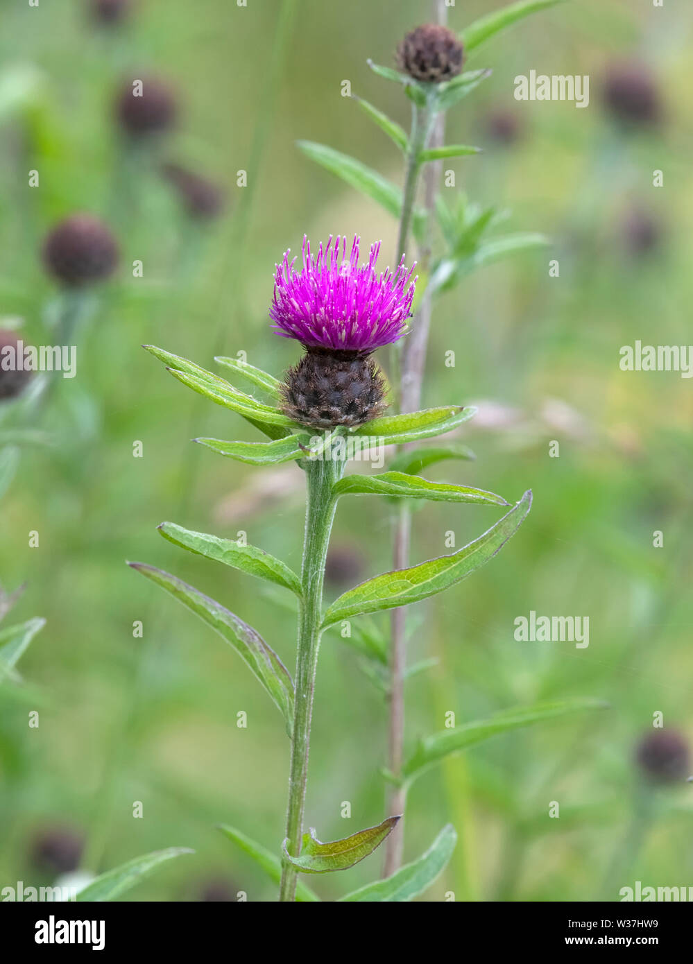 Knapweed (Centaurea nigra) in flower Stock Photo - Alamy