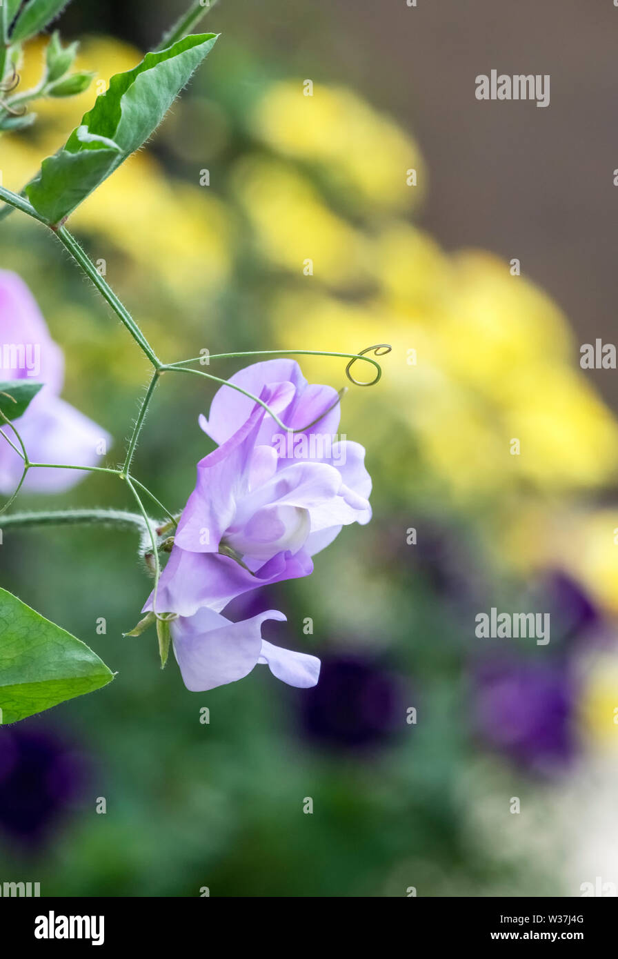 Grown in a variety of colours and with a gorgeous fragrance, Sweet Peas ...