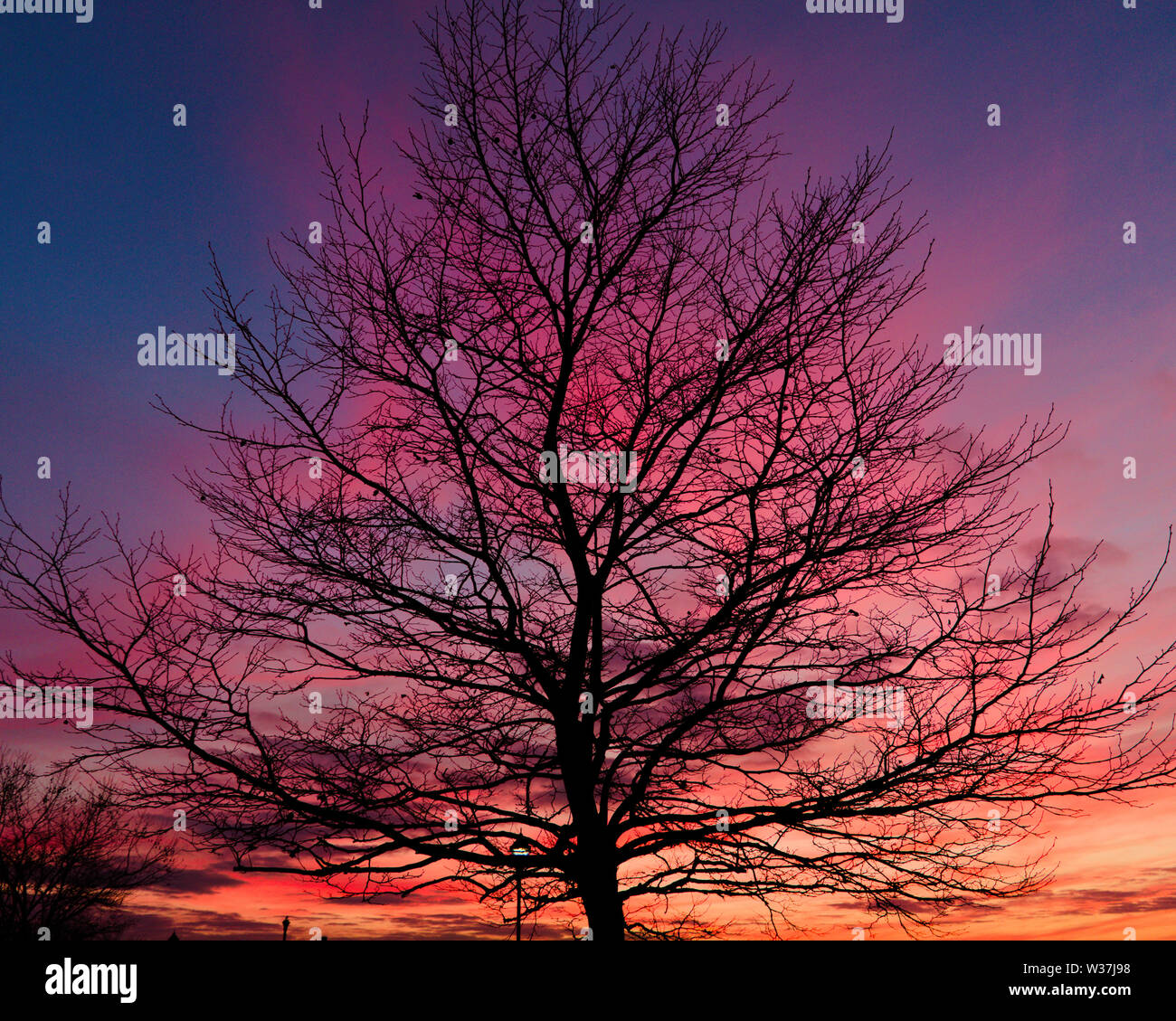 Beautiful silhouette tree picture hi-res stock photography and images ...