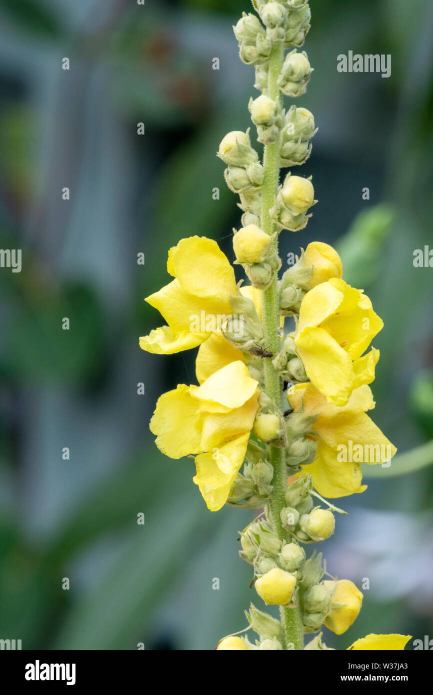 Yellow great bloom hi-res stock photography and images - Alamy